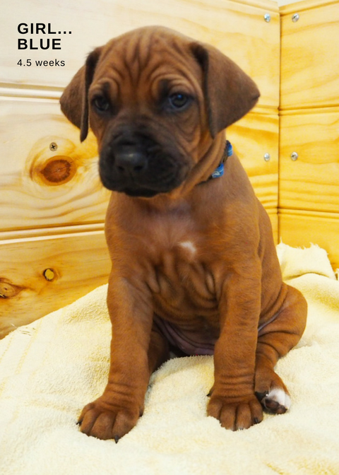 Lionsbane Ridgebacks